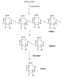 Introduction To Cellulose-Structure-Properties-Functions-Uses-Cellulolysis