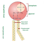 Introduction To Amphipathic Molecules-Functions-Examples