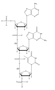 Introduction To DNA (deoxyribonucleic Acid)-Structure-Characteristics ...