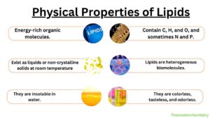 What Are Lipids?-Structure, Properties, Classification, Examples, And ...