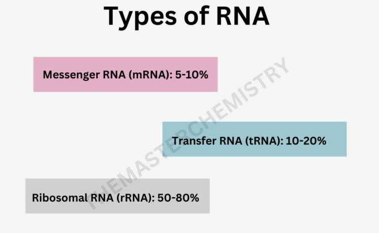 Introduction To RNA (ribonucleic Acid)-Structure-Types-Functions
