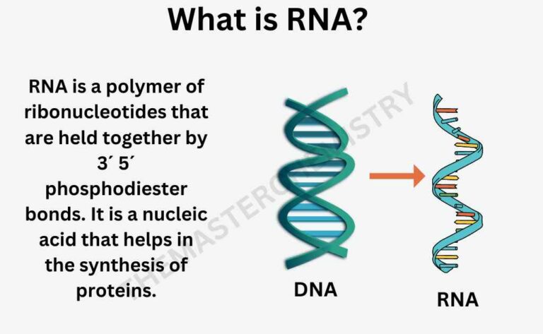Introduction To RNA (ribonucleic Acid)-Structure-Types-Functions